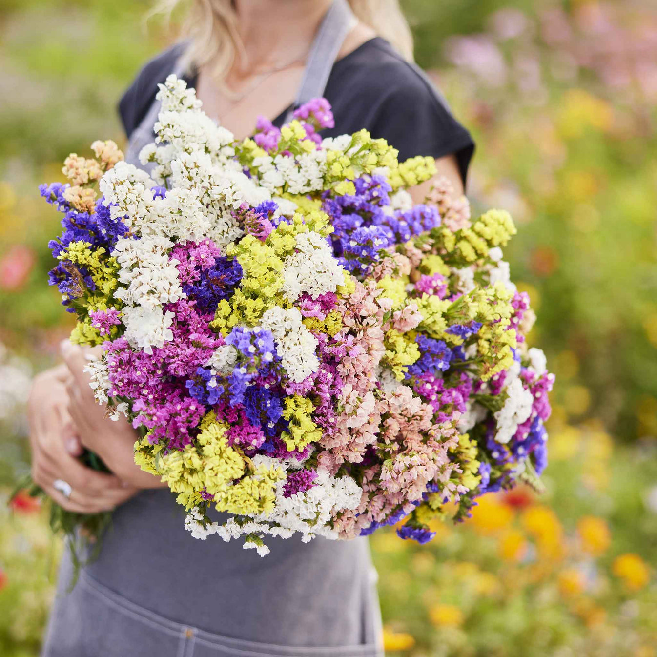 Bulk Statice Seeds - Pacific Mix | Bulk Seed Store