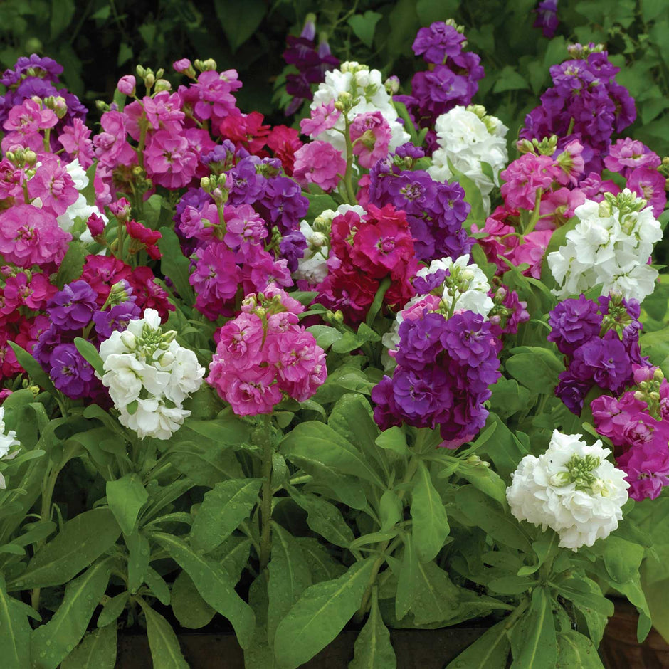 Bulk Stock Seeds – Bulk Seed Store