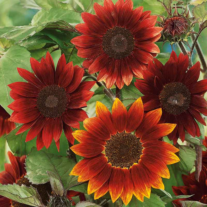 Bulk Sunflower Seeds | Buy in Bulk & Save | Bulk Seed Store