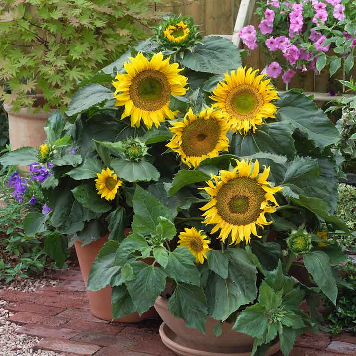 Bulk Sunflower Seeds | Buy in Bulk & Save | Bulk Seed Store