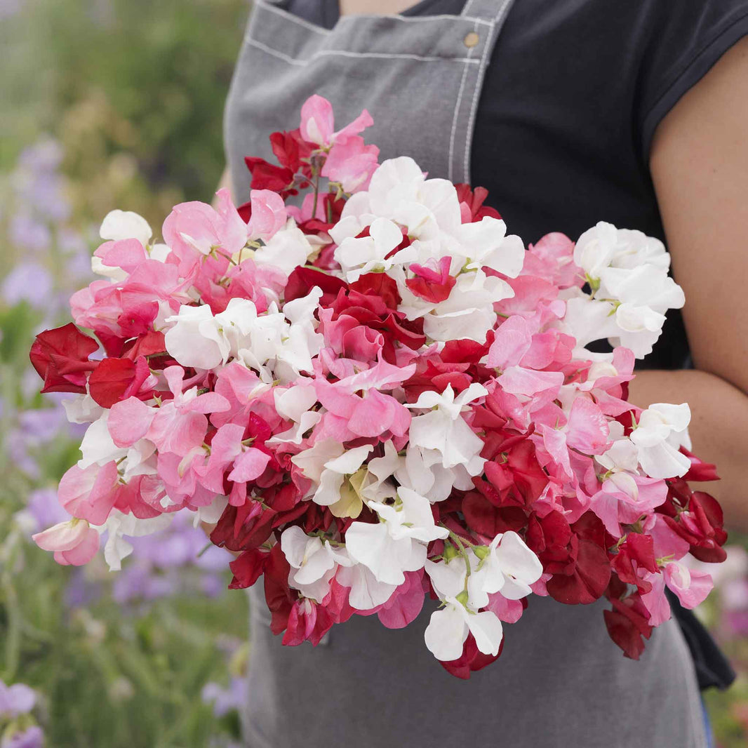 Bulk Sweet Pea Seeds | Buy in Bulk & Save | Bulk Seed Store