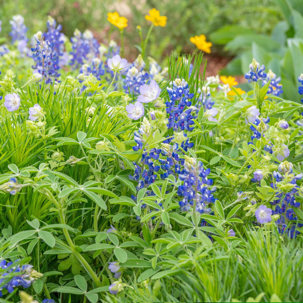 Bulk Texas Bluebonnet Seeds | Bulk Seed Store