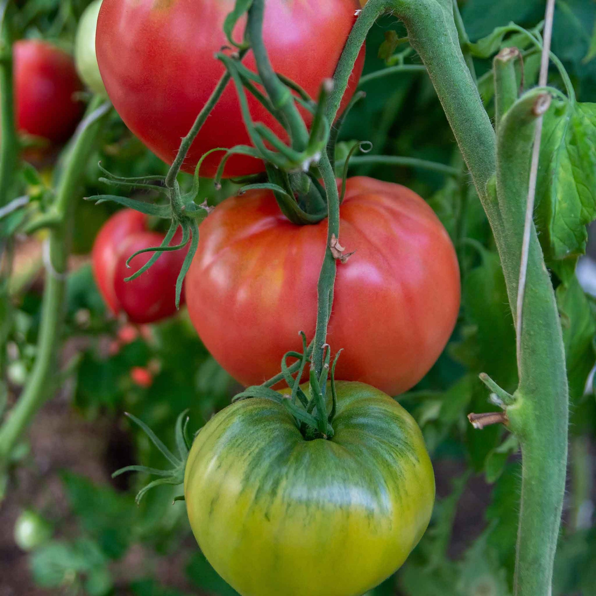 Bulk Tomato Seeds - Bradley | Bulk Seed Store