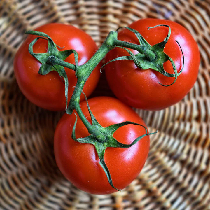 Bulk Tomato Seeds | Buy in Bulk & Save | Bulk Seed Store