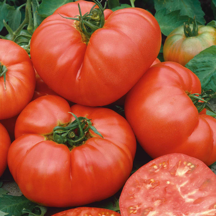Bulk Tomato Seeds - Ponderosa Pink | Bulk Seed Store