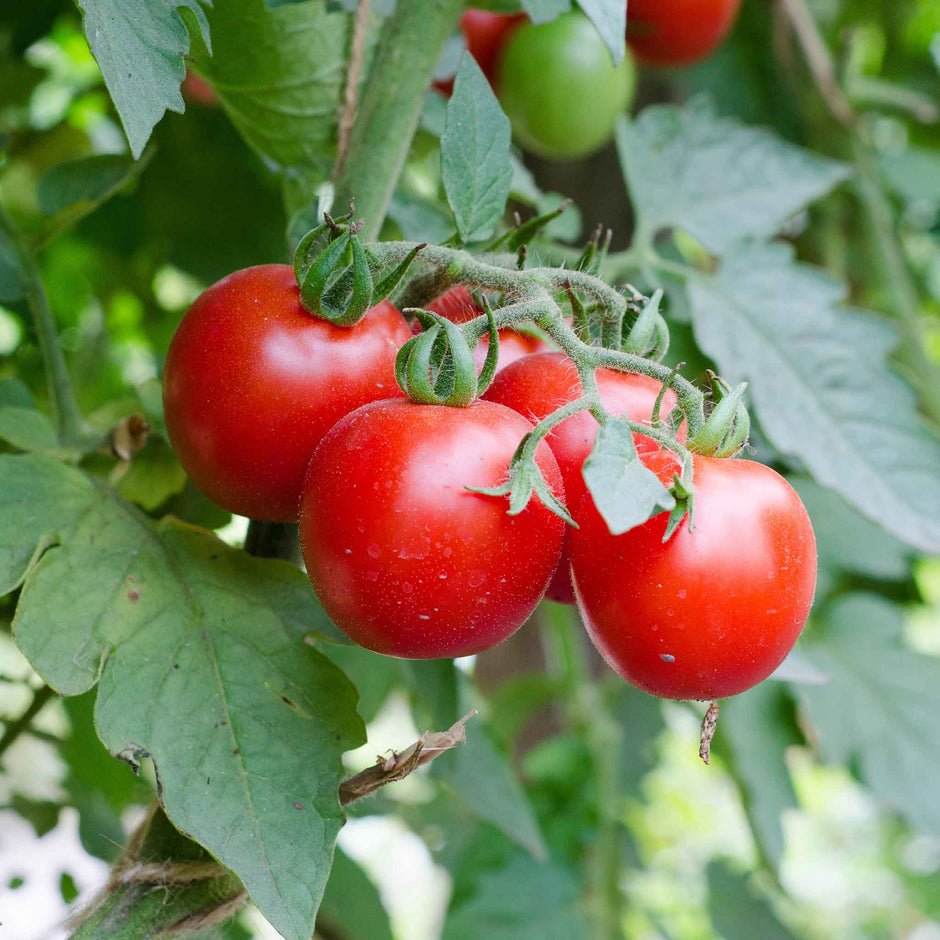 Bulk Tomato Seeds | Buy in Bulk & Save | Bulk Seed Store