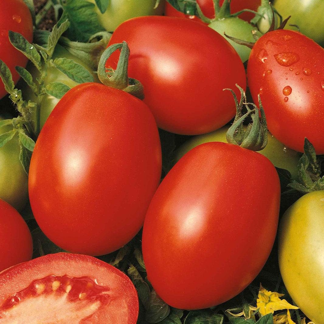Bulk Tomato Seeds | Buy in Bulk & Save | Bulk Seed Store