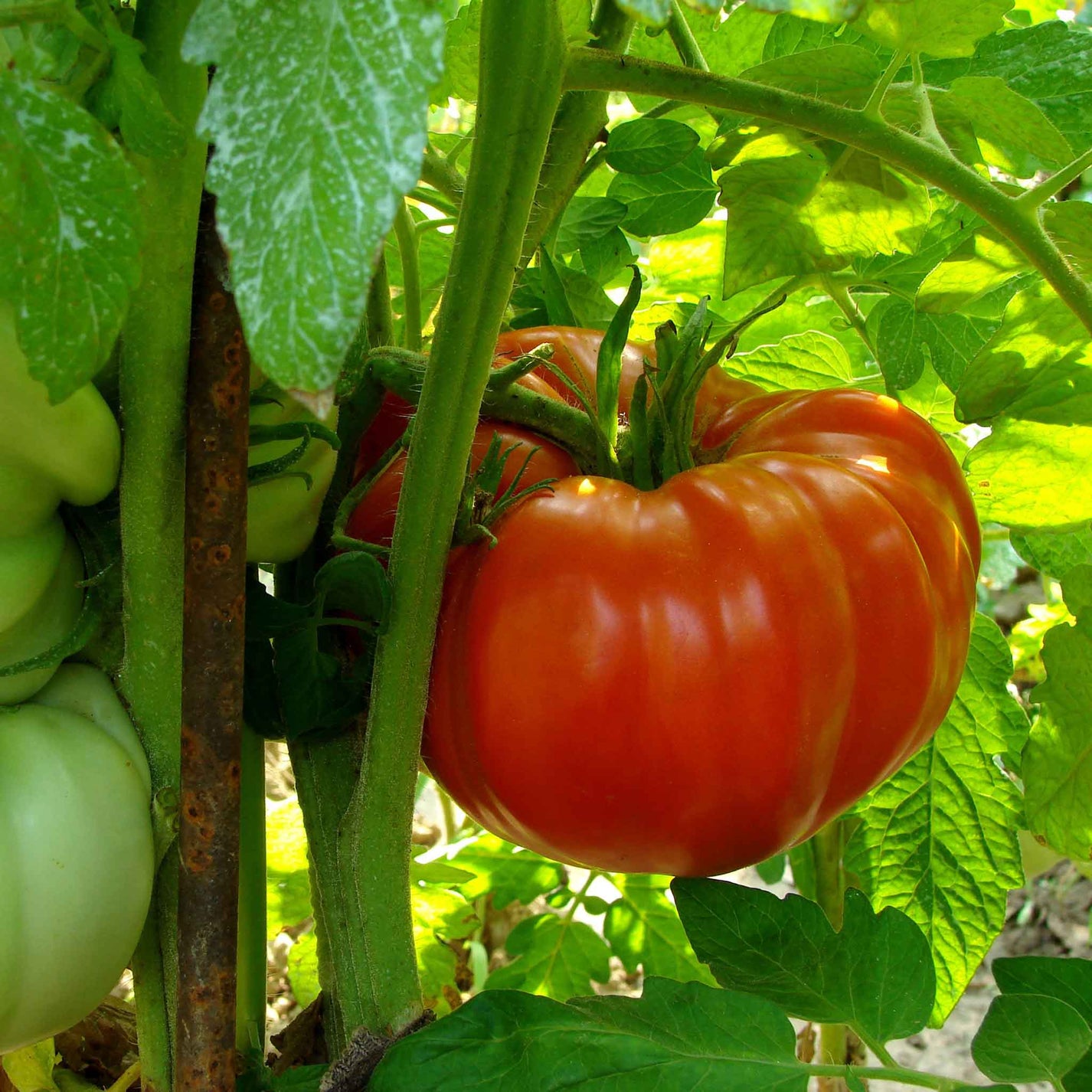 Bulk Tomato Seeds - Supersteak Hybrid | Bulk Seed Store