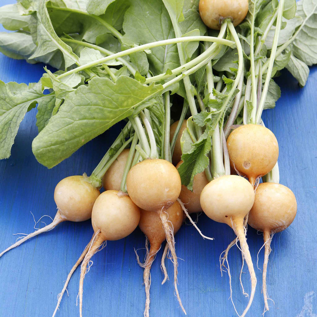 Bulk Turnip Seeds | Buy in Bulk & Save | Bulk Seed Store