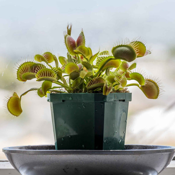 Venus Flytrap Seeds| Flower Seeds | Bulk Seed Store