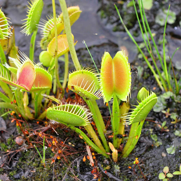 Venus Flytrap Seeds| Flower Seeds | Bulk Seed Store