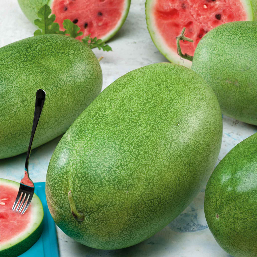 Bulk Watermelon Seeds - Charleston Grey | Bulk Seed Store