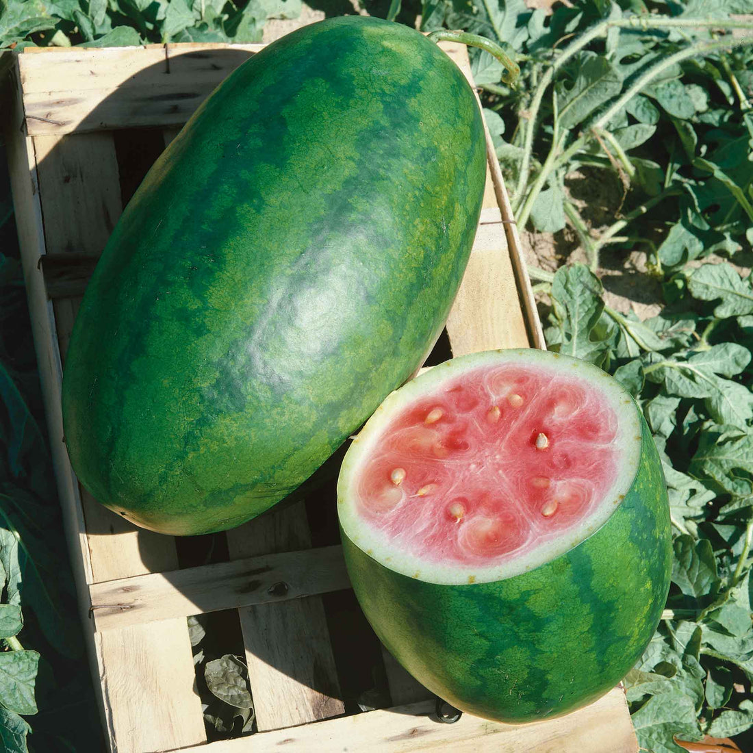 Bulk Watermelon Seeds - Congo | Bulk Seed Store