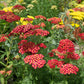 Bulk Red Yarrow Seeds | Bulk Seed Store