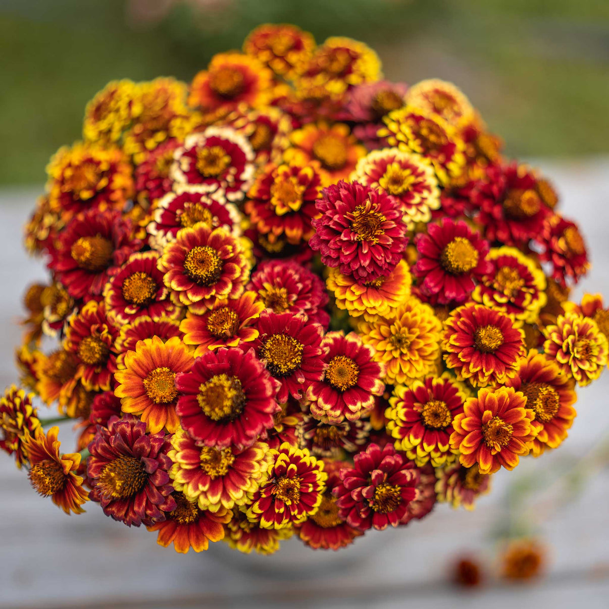 Zinnia Seeds - Aztec Mix | Flower Seeds in Packets & Bulk | Bulk Seed Store