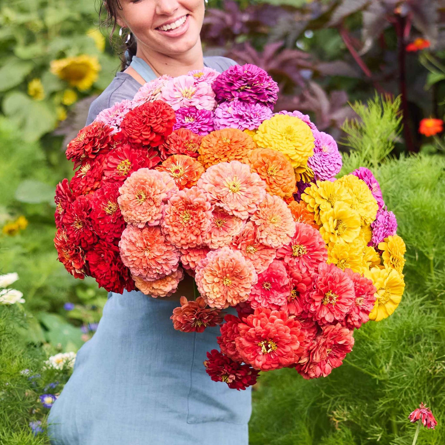 Zinnia Seeds - Benary Mix | Flower Seeds in Packets & Bulk | Bulk Seed ...