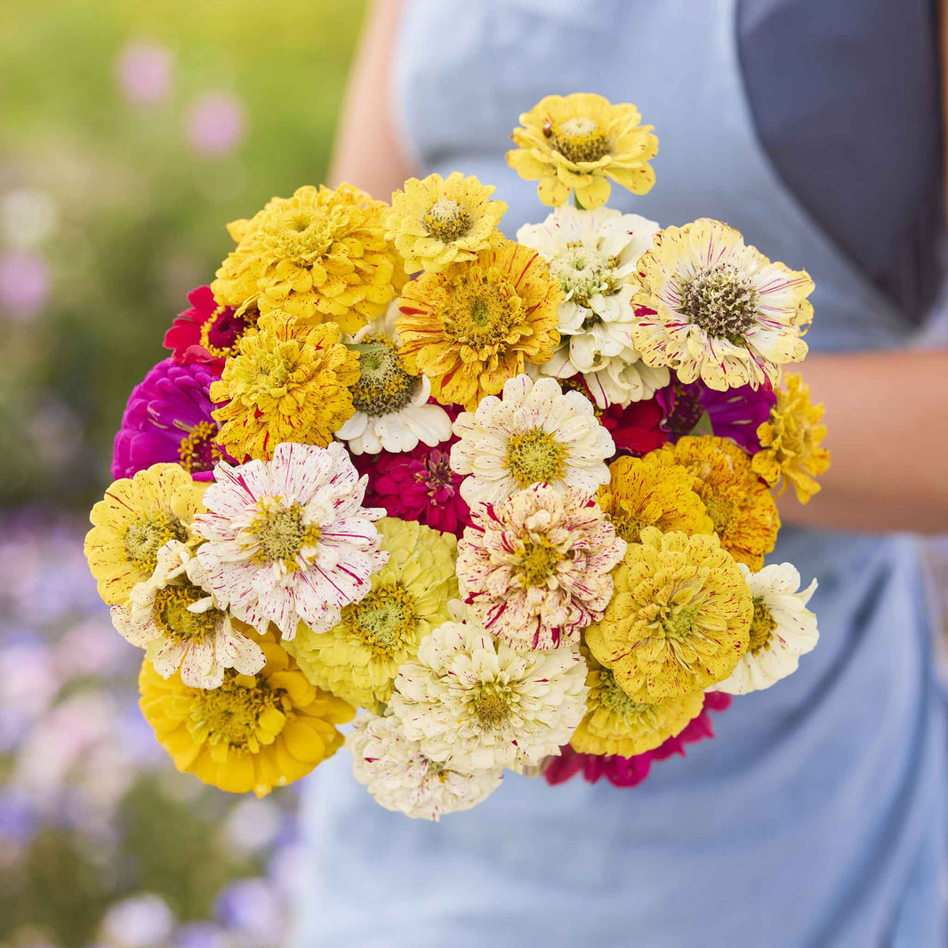 Bulk Zinnia Seeds | Buy in Bulk & Save | Bulk Seed Store