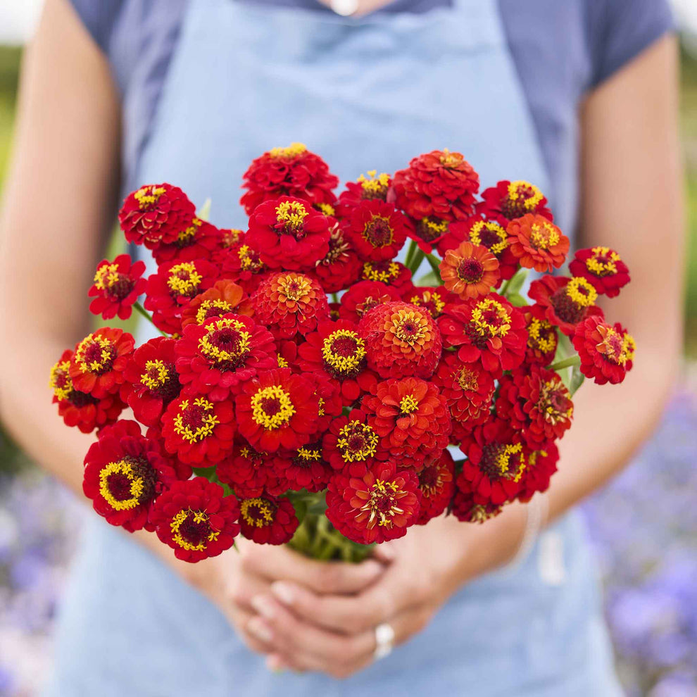 Bulk Zinnia Seeds - Lilliput Redman | Bulk Seed Store