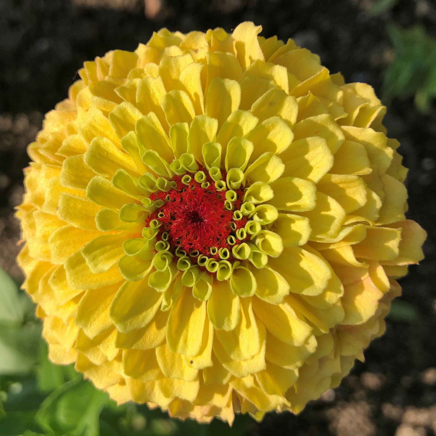 Zinnia Seeds - Queeny Lemon Peach | Flower Seeds in Packets & Bulk ...