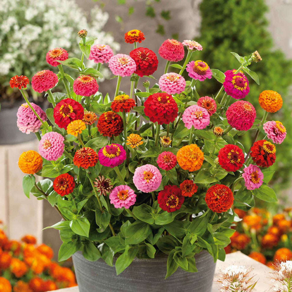 Bulk Zinnia Seeds - Sprite Mix | Bulk Seed Store