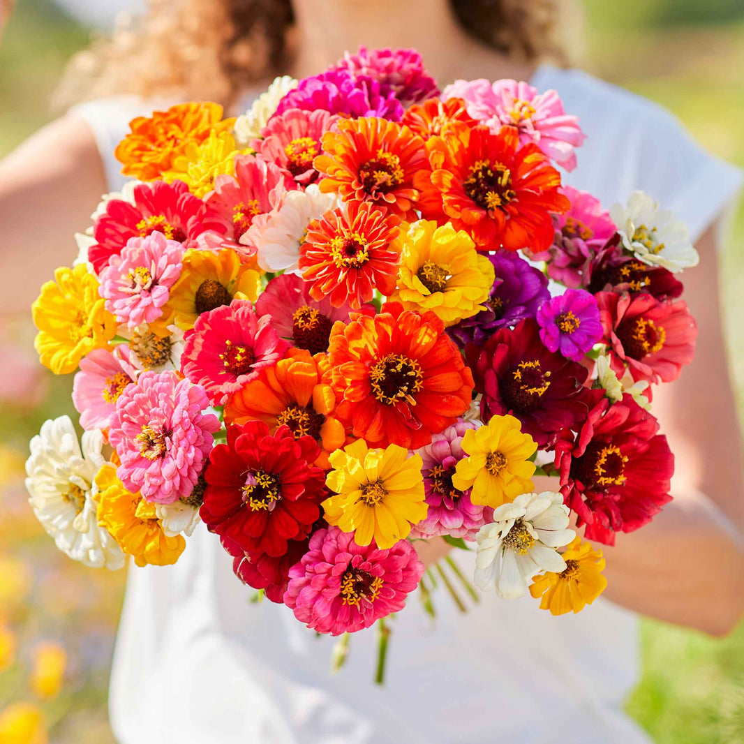 Bulk Zinnia Seeds | Buy in Bulk & Save | Bulk Seed Store