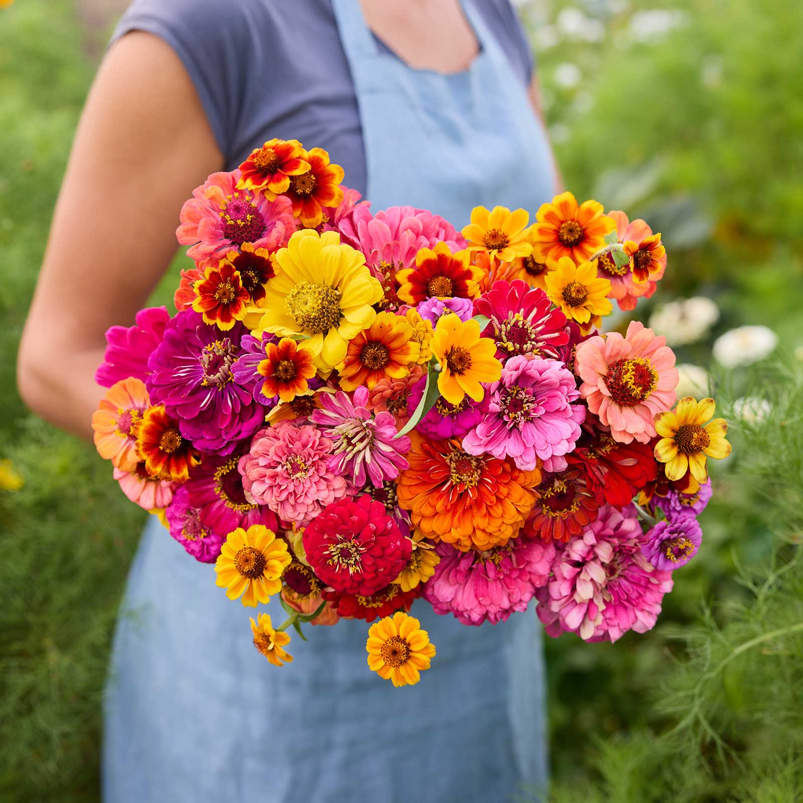 Bulk Zin Master - Zinnia Flower Seed Mix | Bulk Seed Store