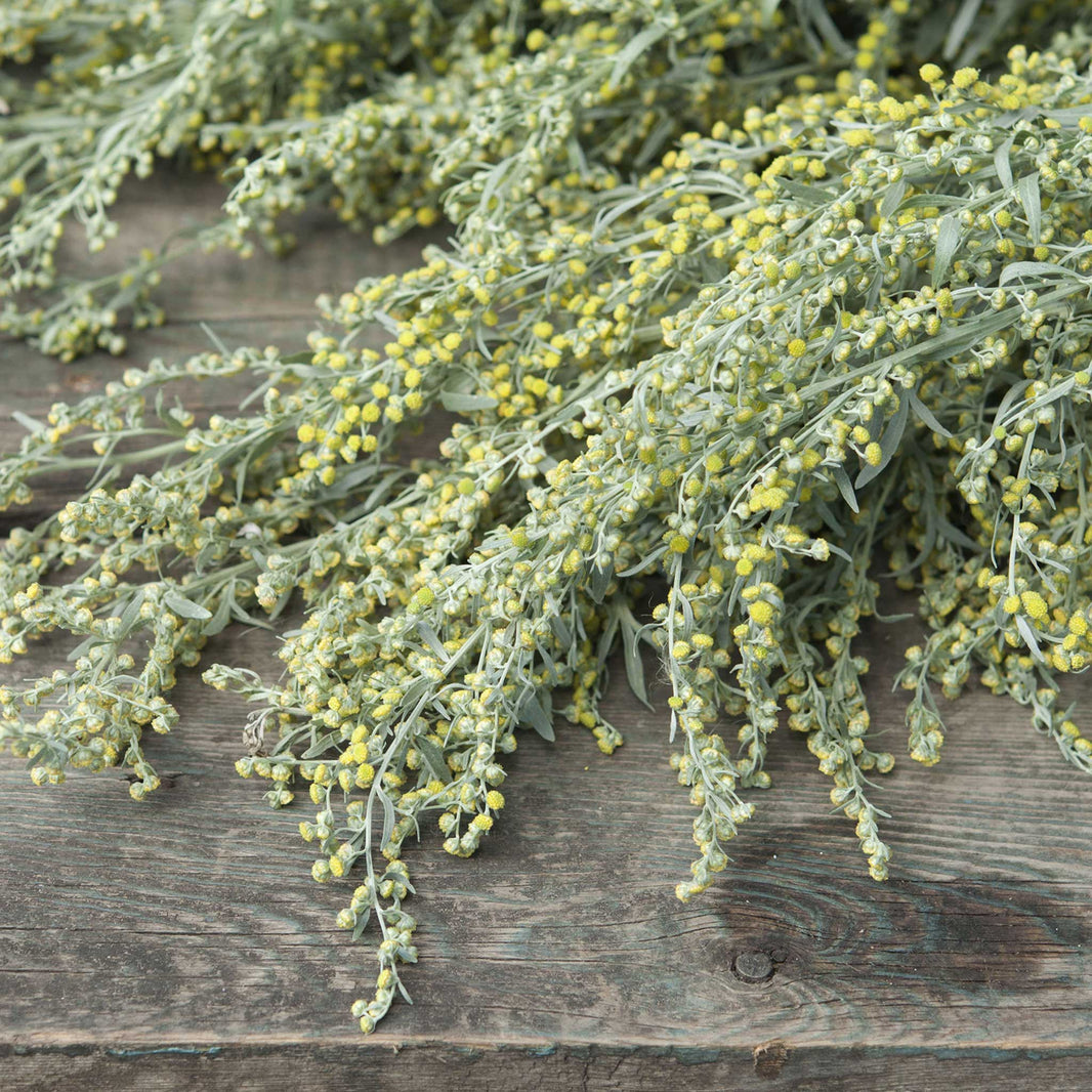 Products – Bulk Seed Store