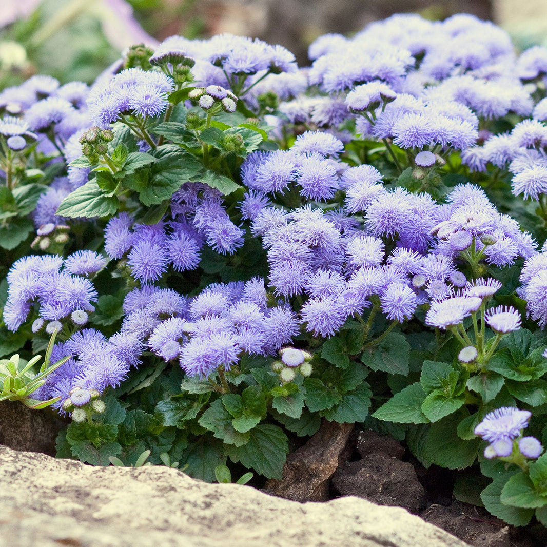 Bulk Ageratum Seeds | Buy in Bulk & Save | Bulk Seed Store