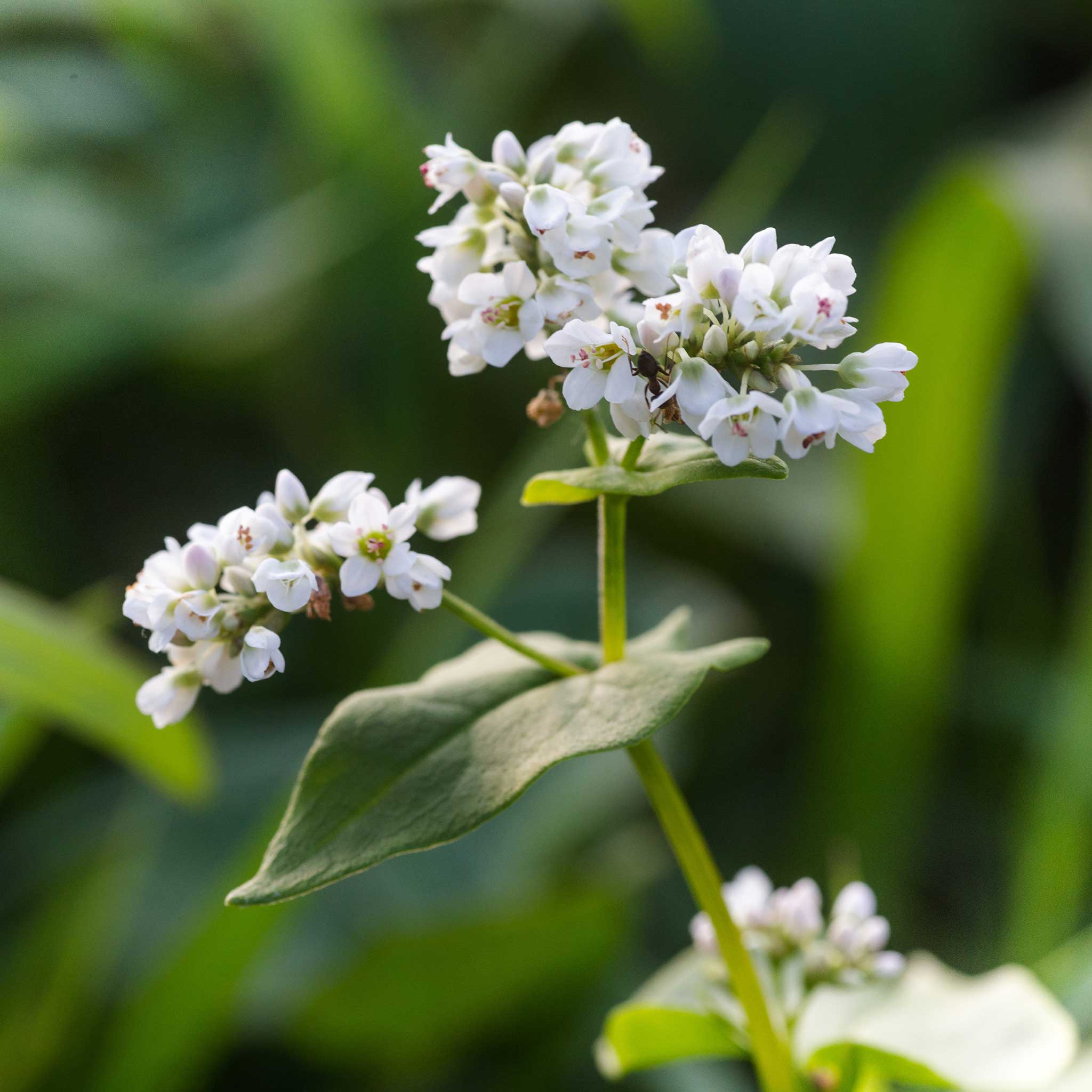 Bulk Buckwheat Seeds | Bulk Seed Store