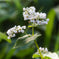 Bulk Buckwheat Seeds | Bulk Seed Store