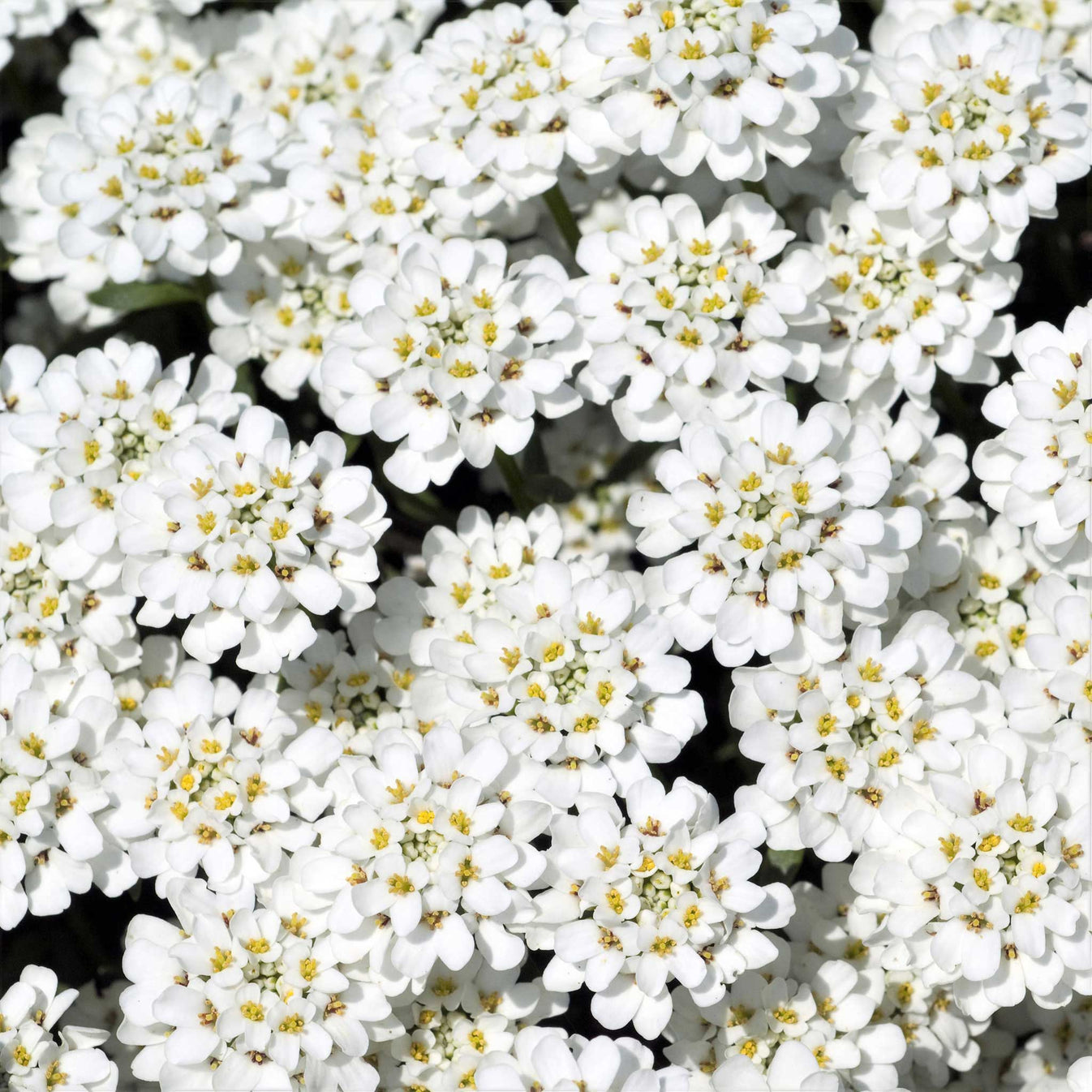 Bulk Candytuft Seeds - Empress | Bulk Seed Store