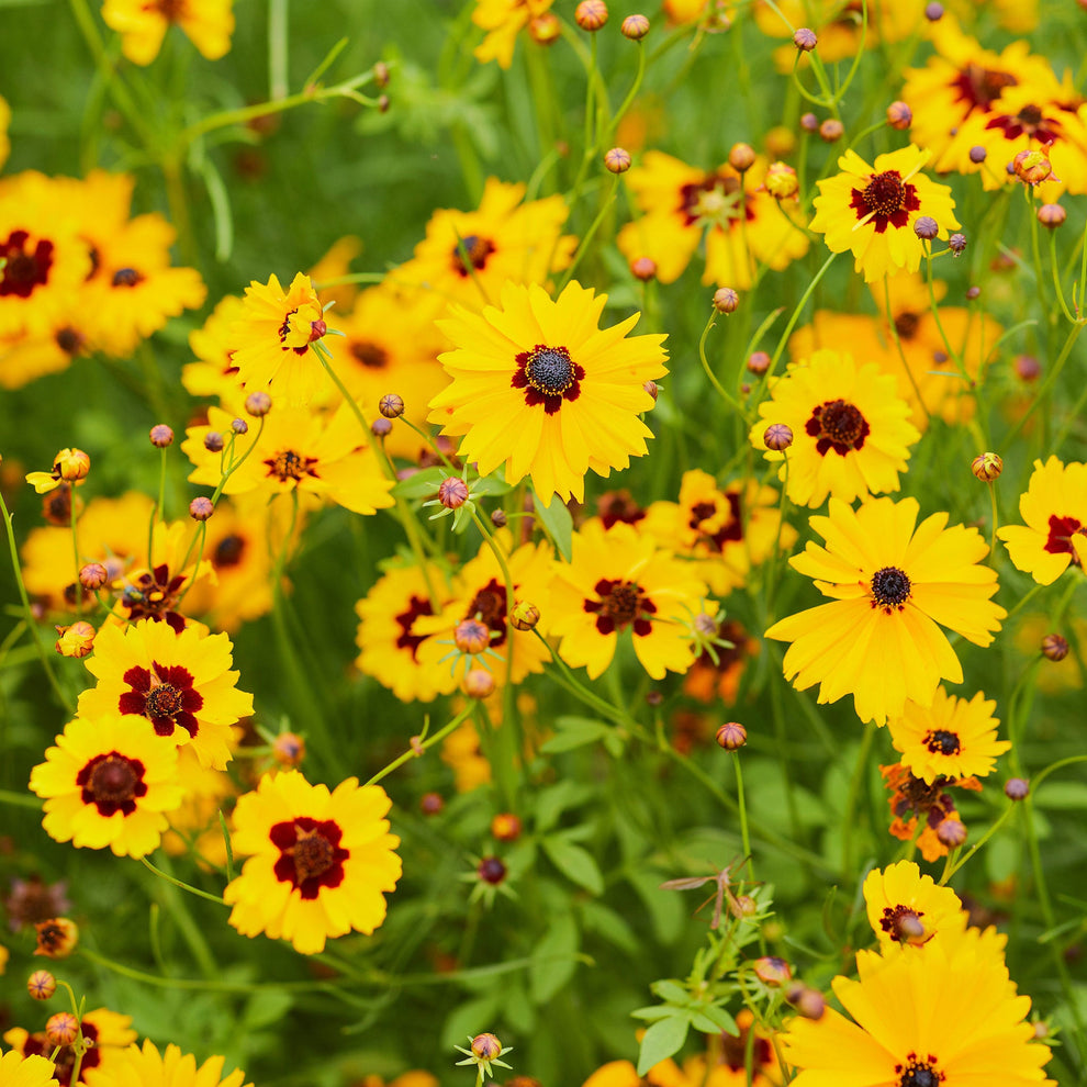 Bulk Plains Coreopsis Seeds | Bulk Seed Store