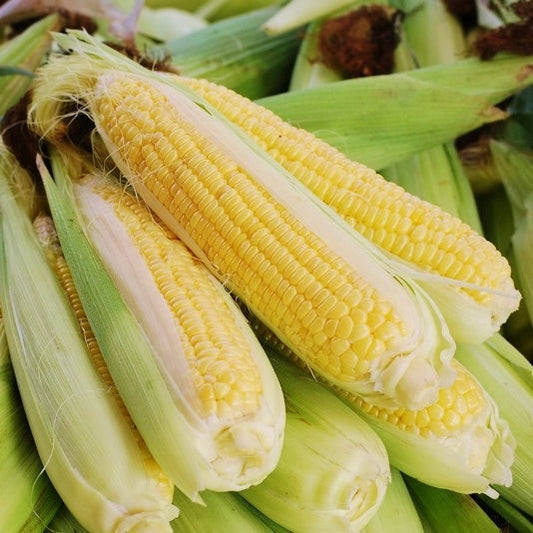 Bulk Corn Seeds | Buy in Bulk & Save | Bulk Seed Store