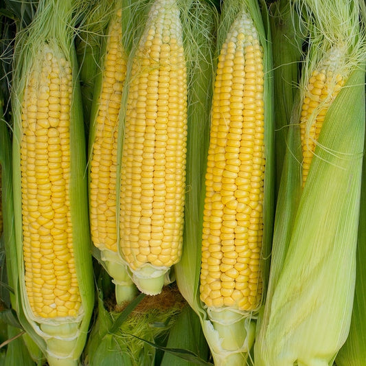 Bulk Corn Seeds | Buy in Bulk & Save | Bulk Seed Store