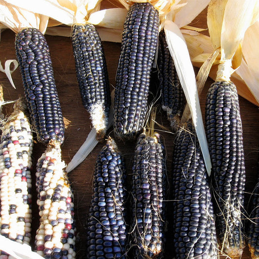 Bulk Corn Seeds | Buy in Bulk & Save | Bulk Seed Store