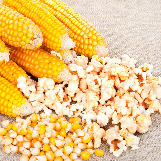 Bulk Corn Seeds | Buy in Bulk & Save | Bulk Seed Store – Page 2