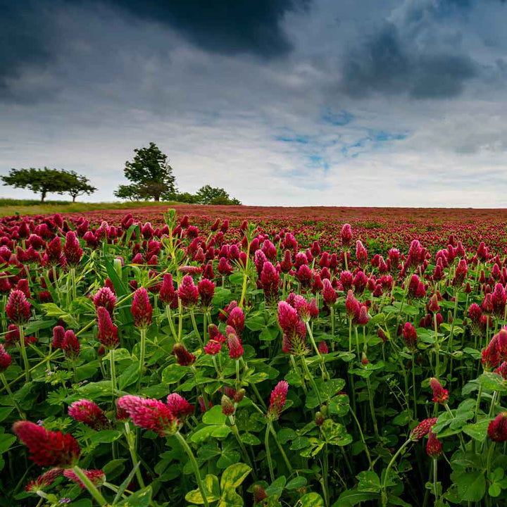 Bulk Clover Seeds – Bulk Seed Store