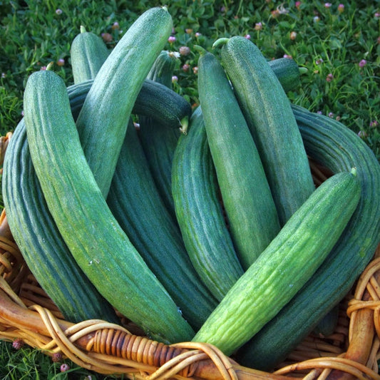 Bulk Cucumber Seeds | Buy in Bulk & Save | Bulk Seed Store