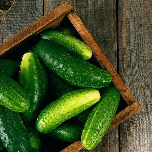 Bulk Cucumber Seeds | Buy in Bulk & Save | Bulk Seed Store – Page 2