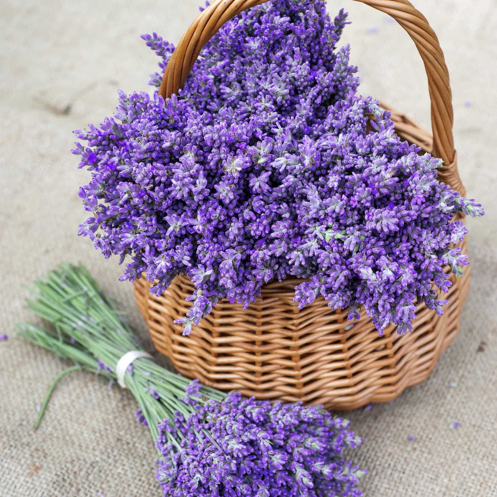 Bulk Lavender Seeds | Bulk Seed Store
