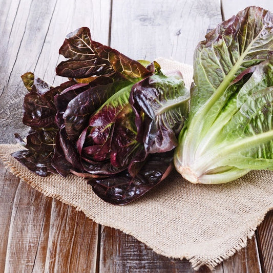 Bulk Lettuce Seeds | Buy in Bulk & Save | Bulk Seed Store