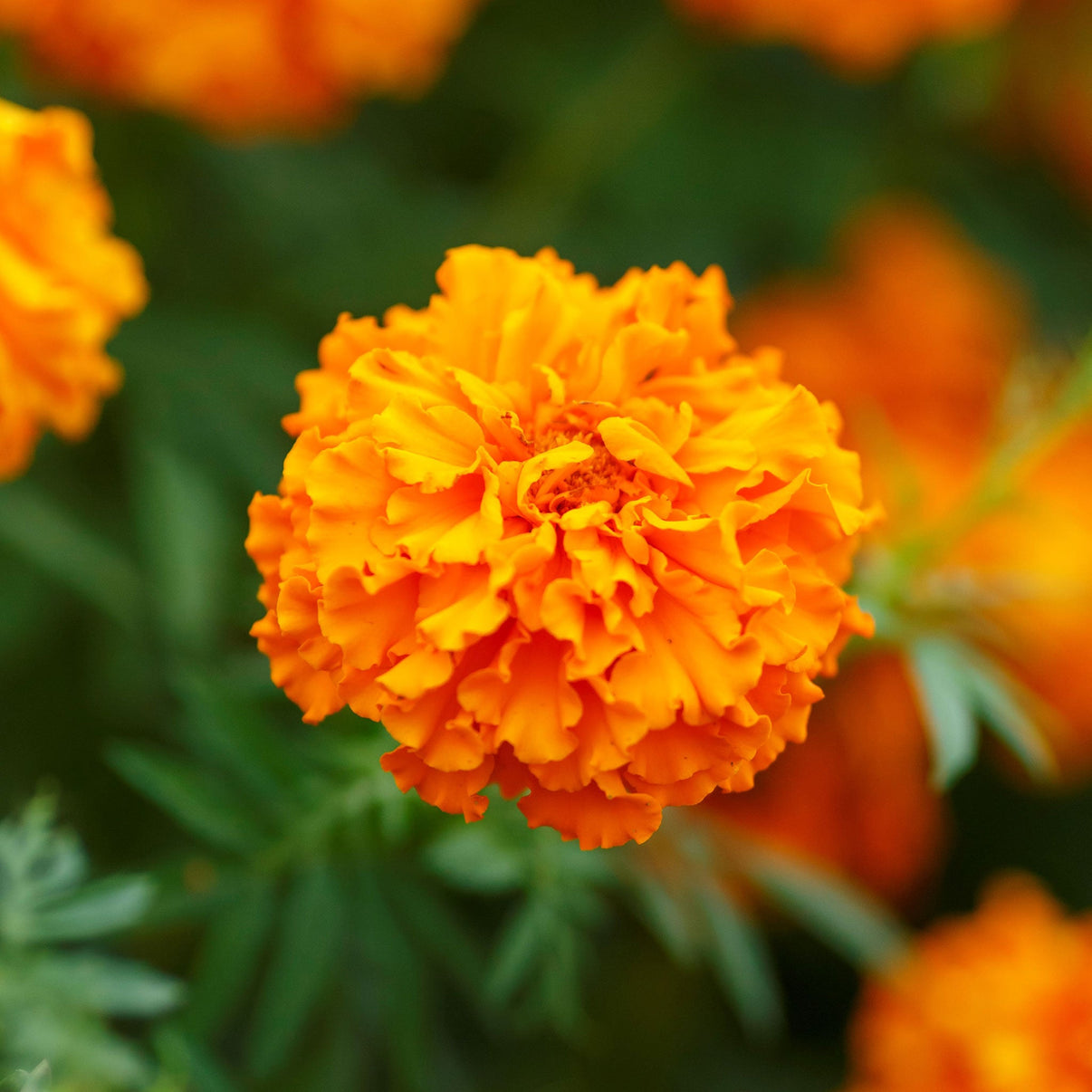 Bulk African Marigold Seeds - Hawaii | Bulk Seed Store