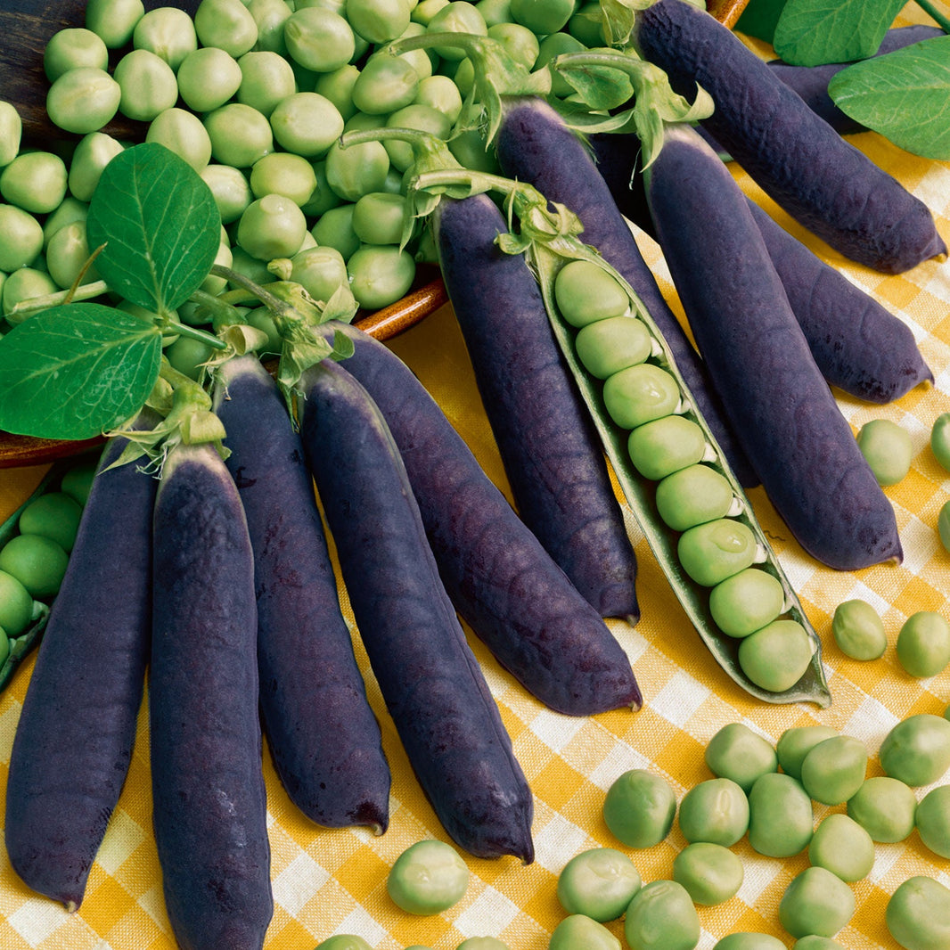 Bulk Pea Seeds | Buy in Bulk & Save | Bulk Seed Store