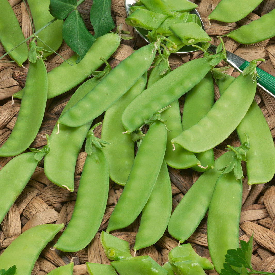 Bulk Pea Seeds | Buy in Bulk & Save | Bulk Seed Store