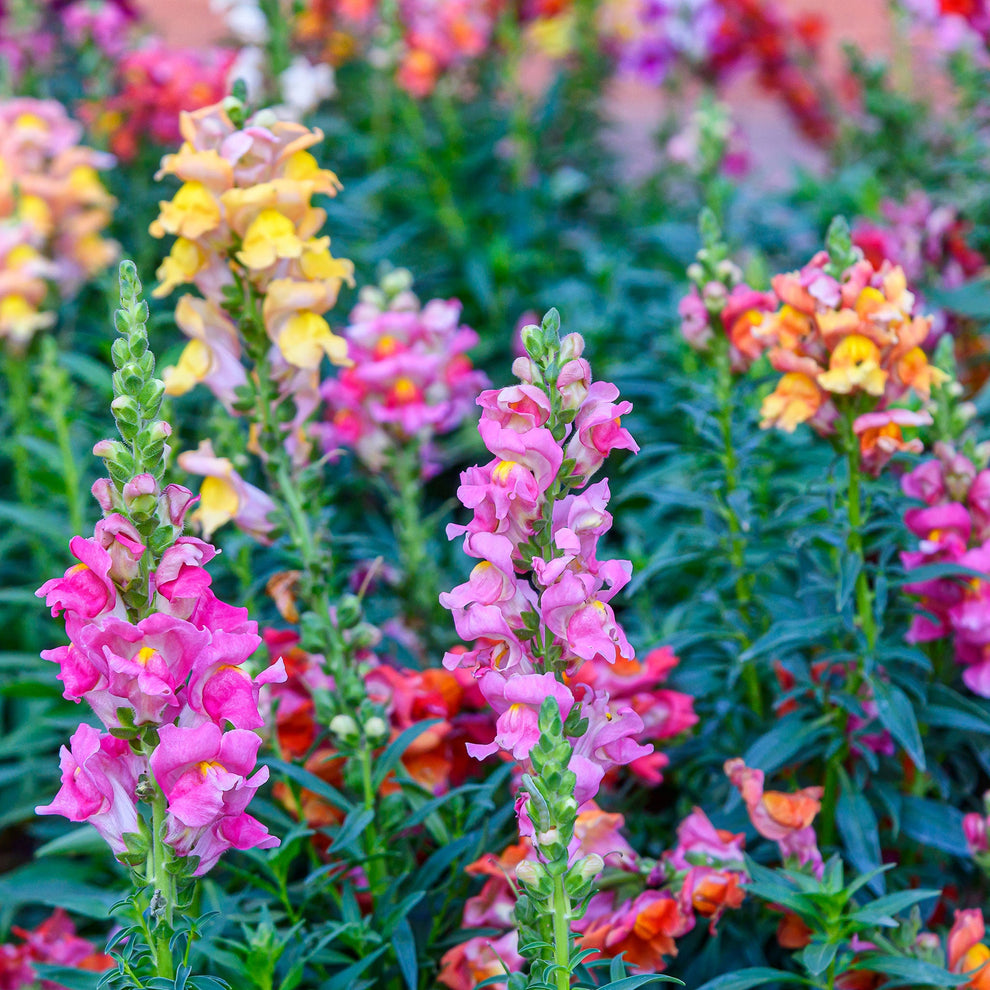 Bulk Snapdragon Seeds - Tetra Mix | Bulk Seed Store
