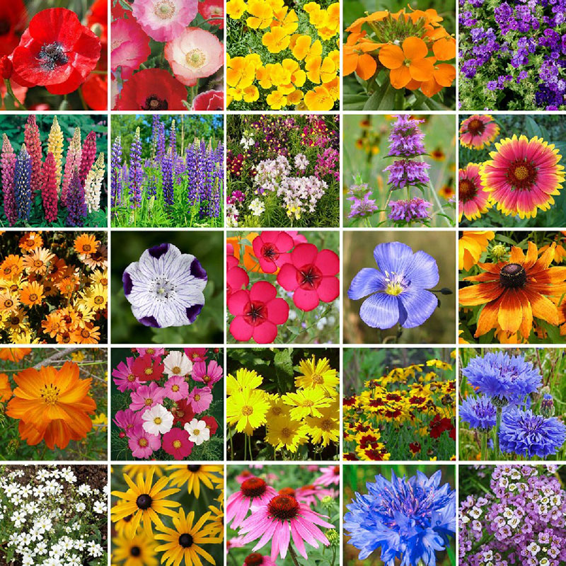Bulk Southeast Wildflower Seed Mix | Bulk Seed Store