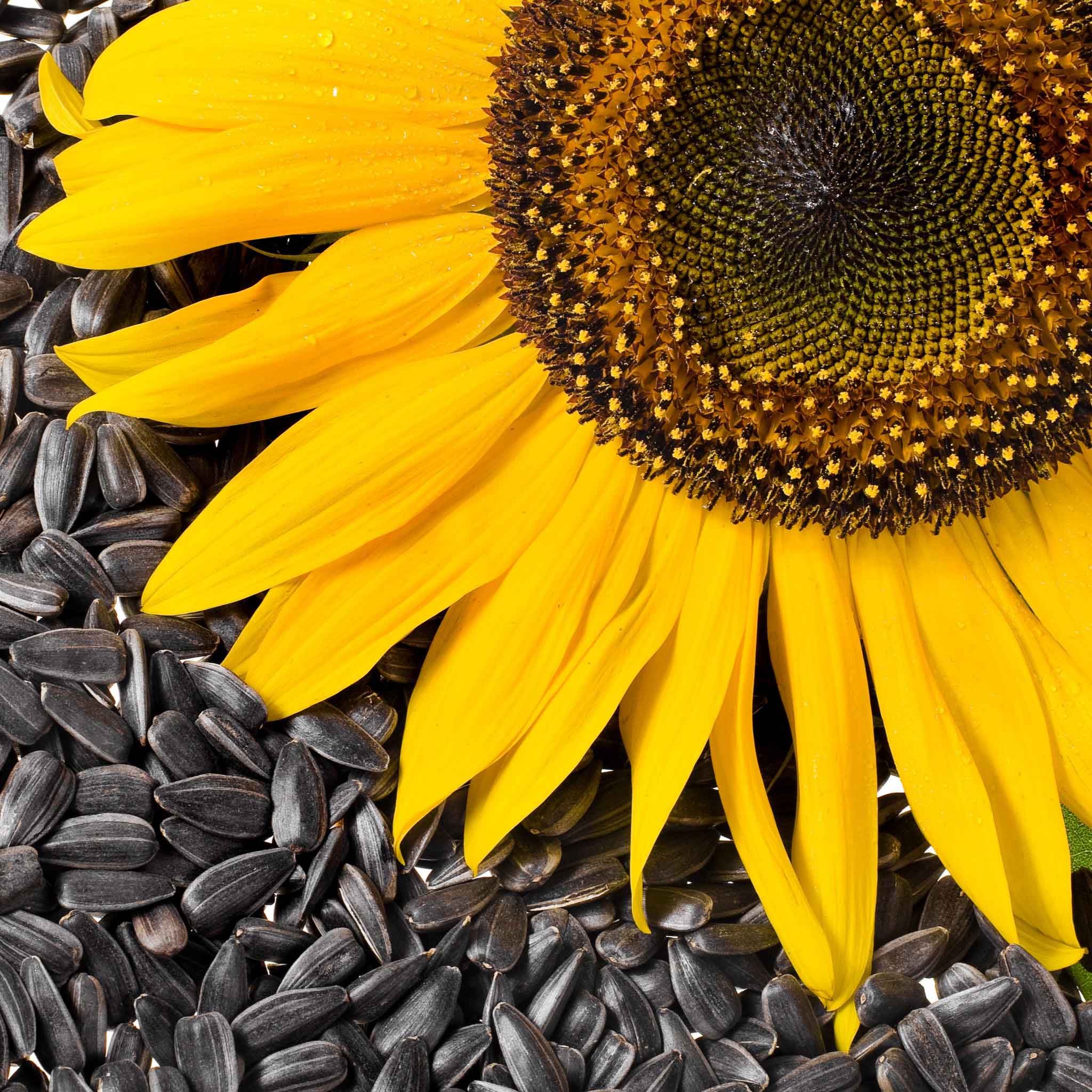 Bulk Sunflower Seeds - Black Oil Microgreen | Bulk Seed Store