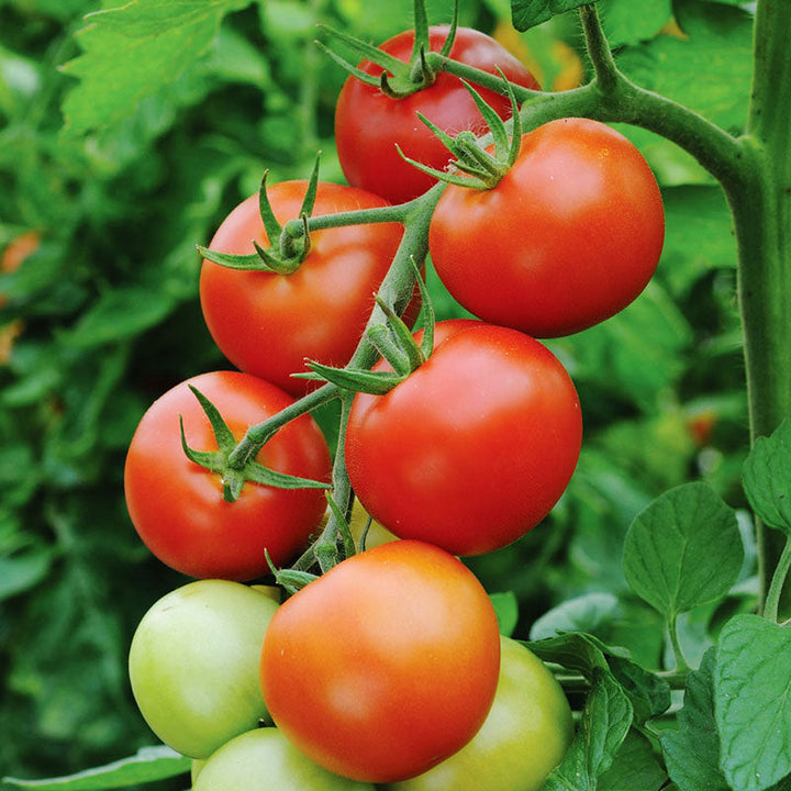 Bulk Tomato Seeds | Buy in Bulk & Save | Bulk Seed Store