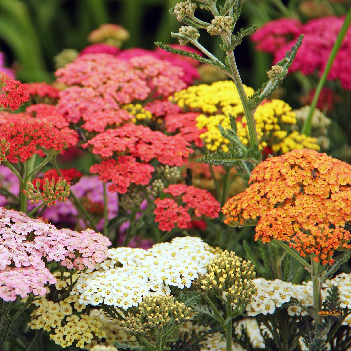 Bulk Yarrow Seeds - Colorado Mix | Bulk Seed Store