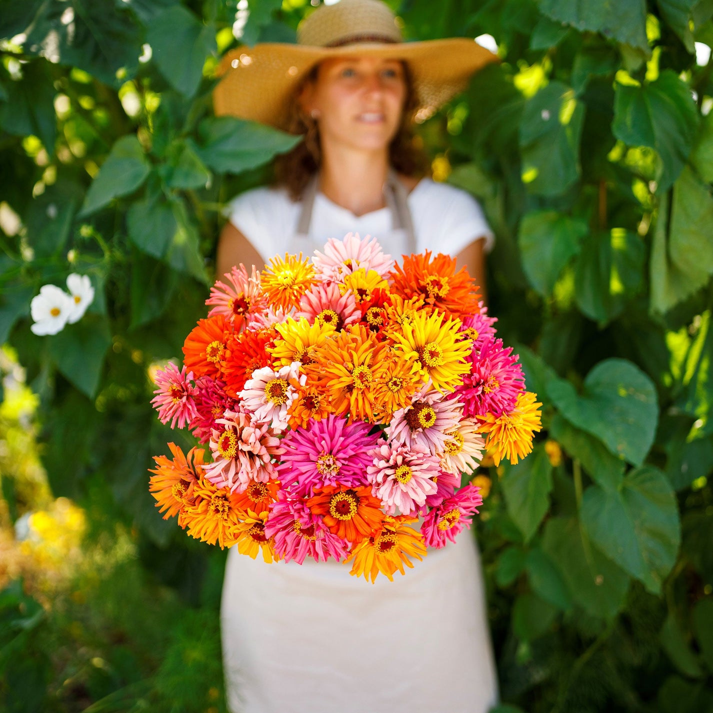 Bulk Zinnia Seeds - Burpeeana Giants Mix | Bulk Seed Store